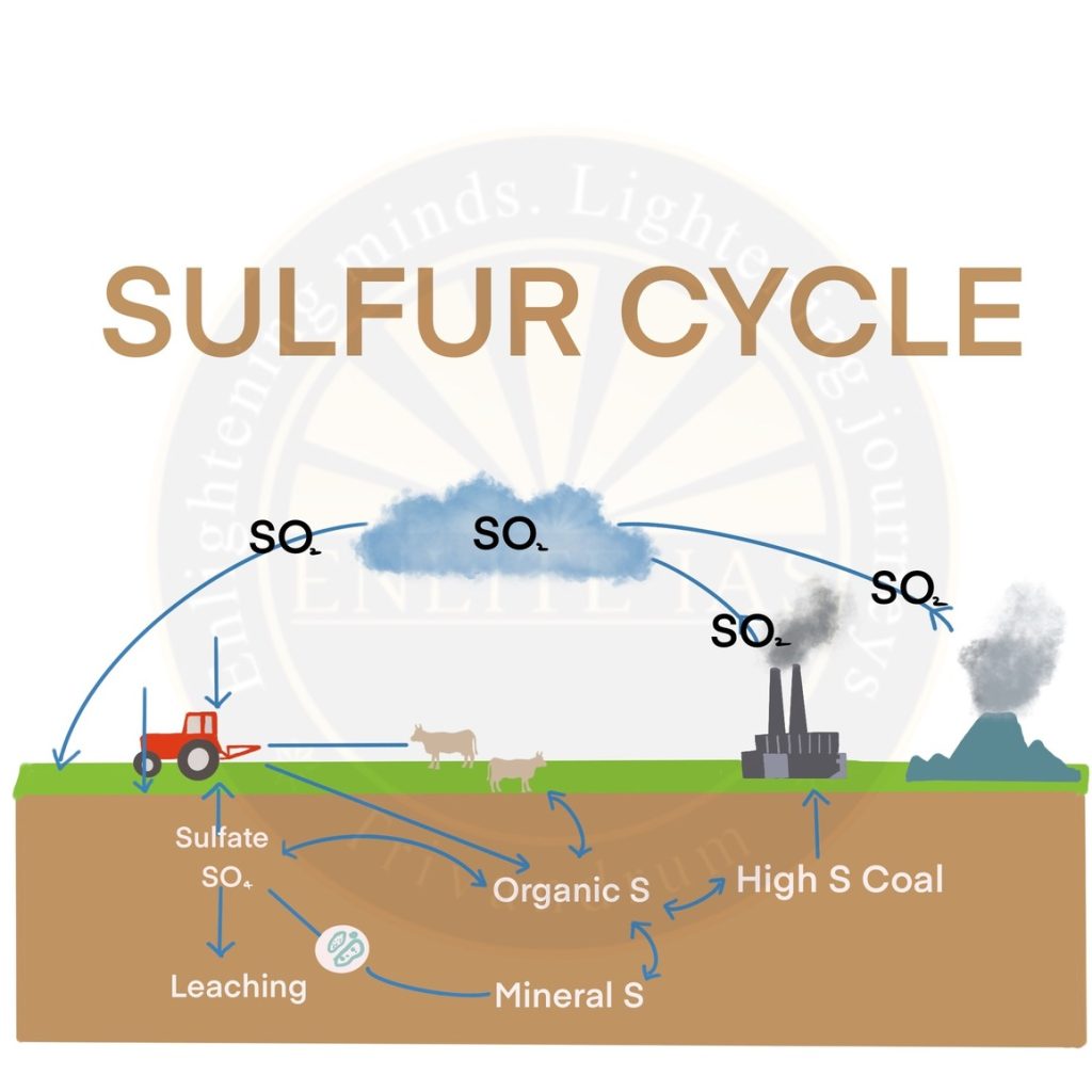Ecology: Sulphur Cycle (Sedimentary Cycle) | Enlite Cafe