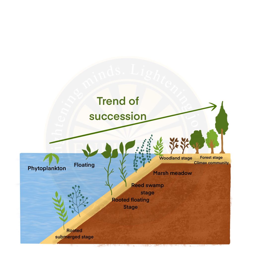 Ecology: Ecological Succession | Enlite Cafe