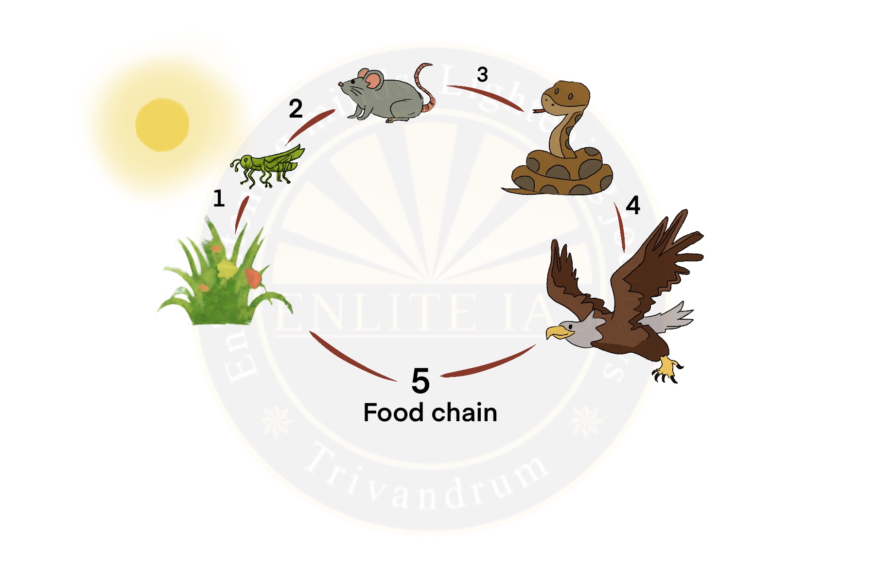 Ecology: Food Chain | Enlite Cafe