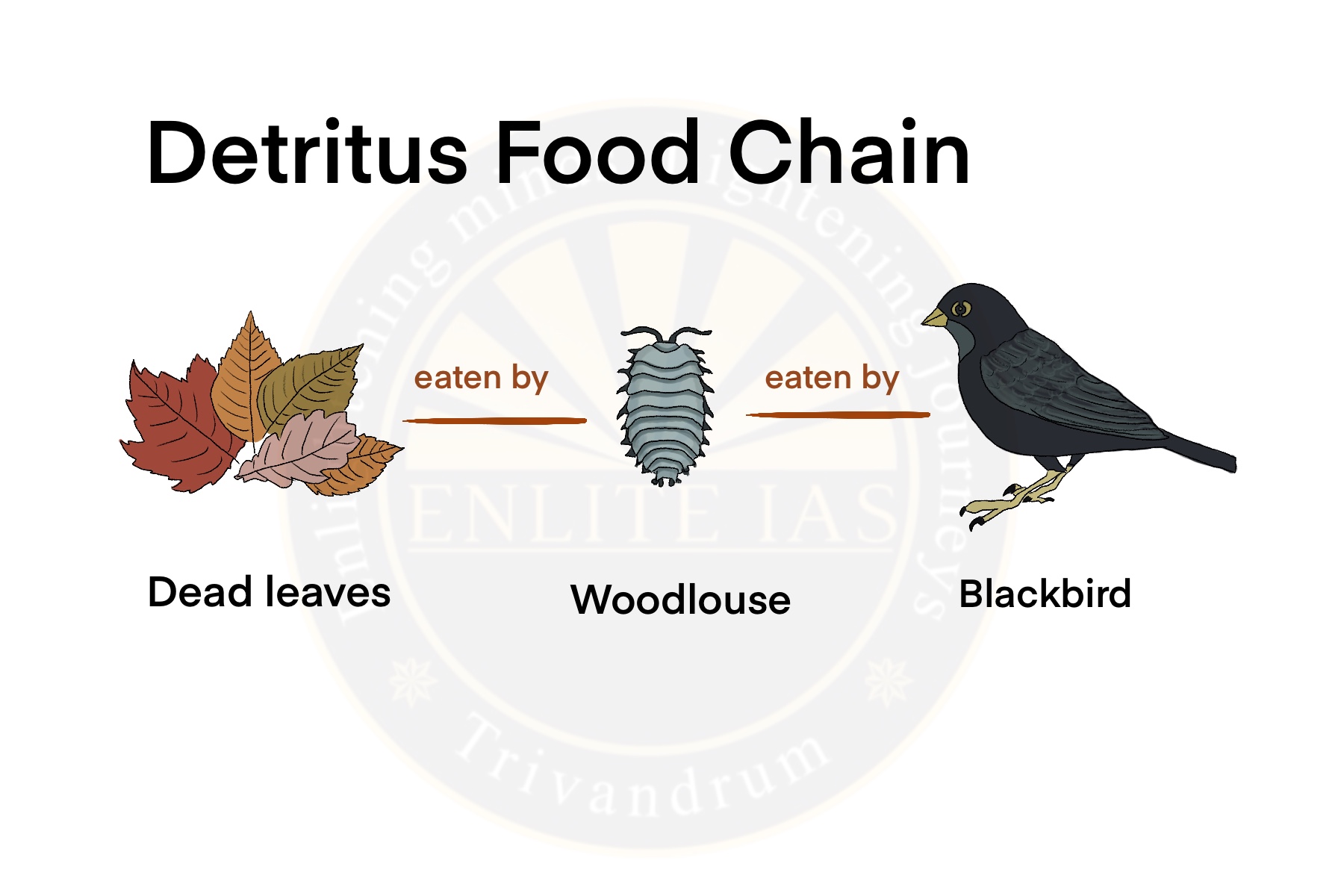 Ecology: Food Chain | Enlite Cafe