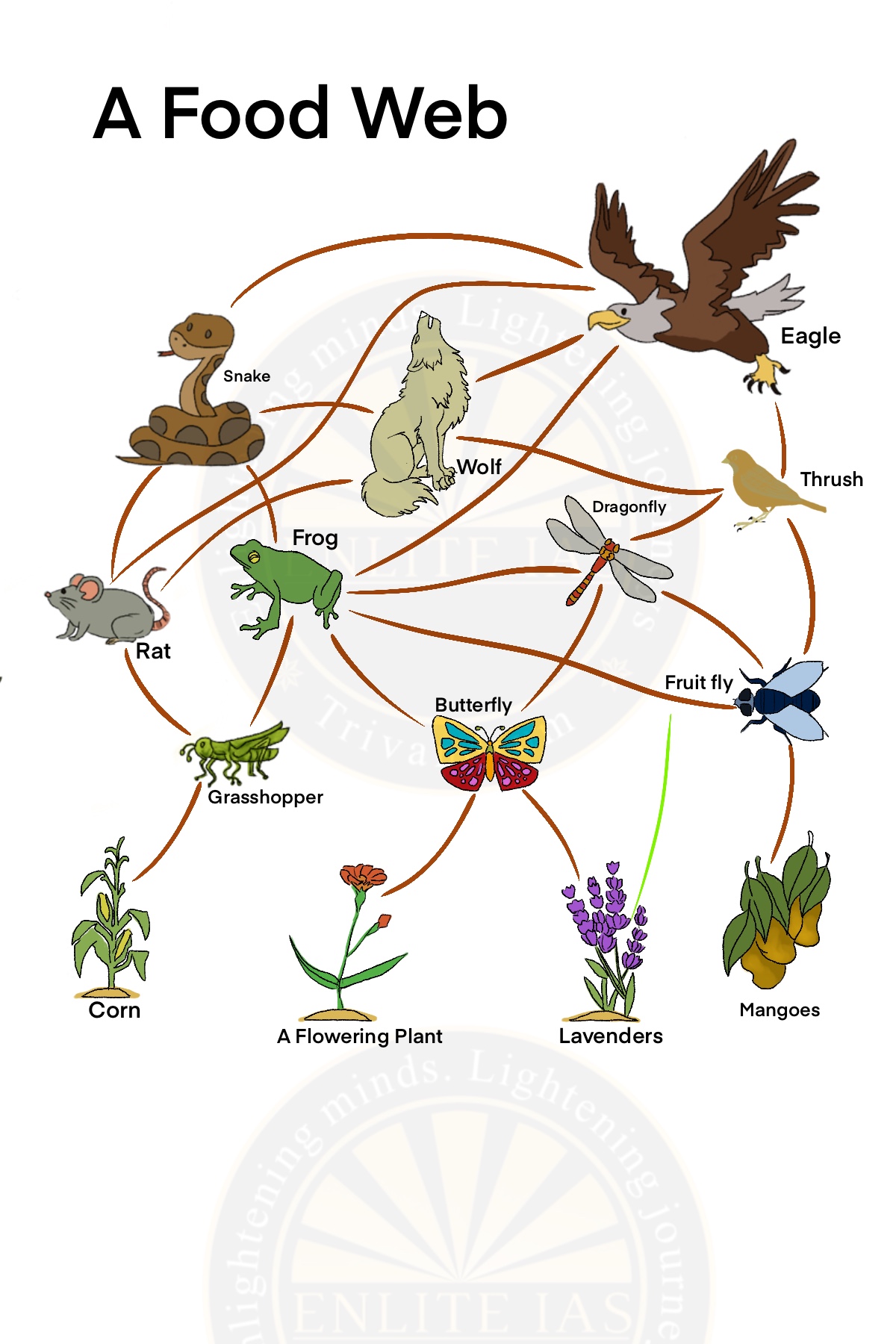 Ecology: Food Web | Enlite Cafe