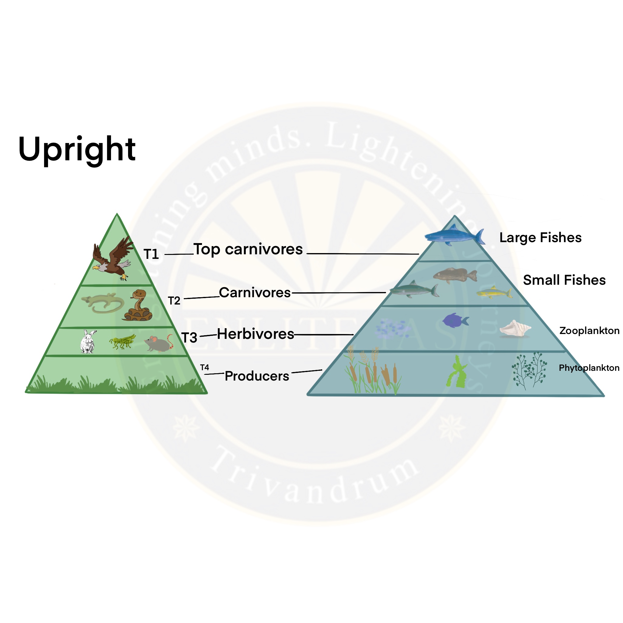 Ecology: Ecological Pyramids | Enlite Cafe