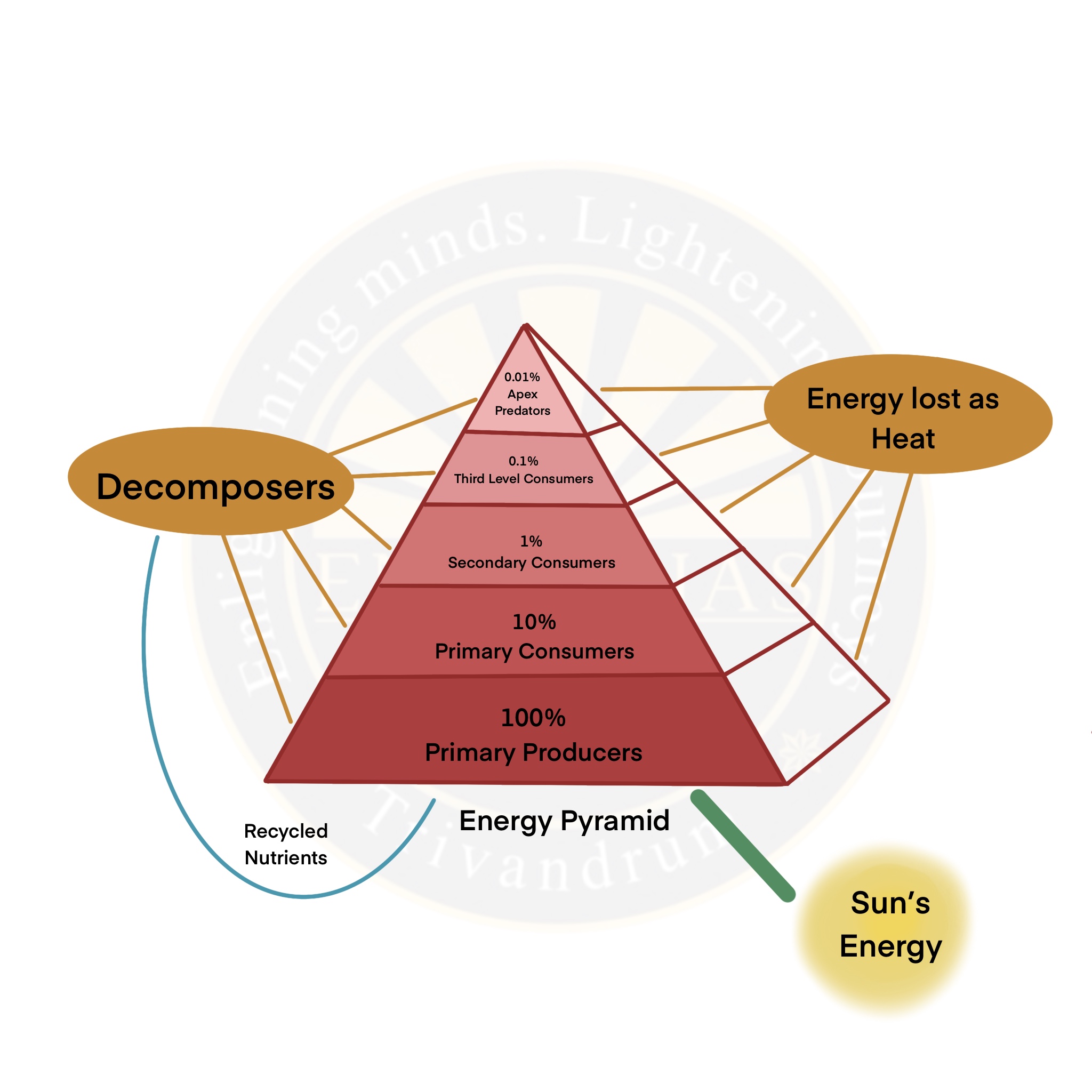 Ecology: Ecological Pyramids | Enlite Cafe