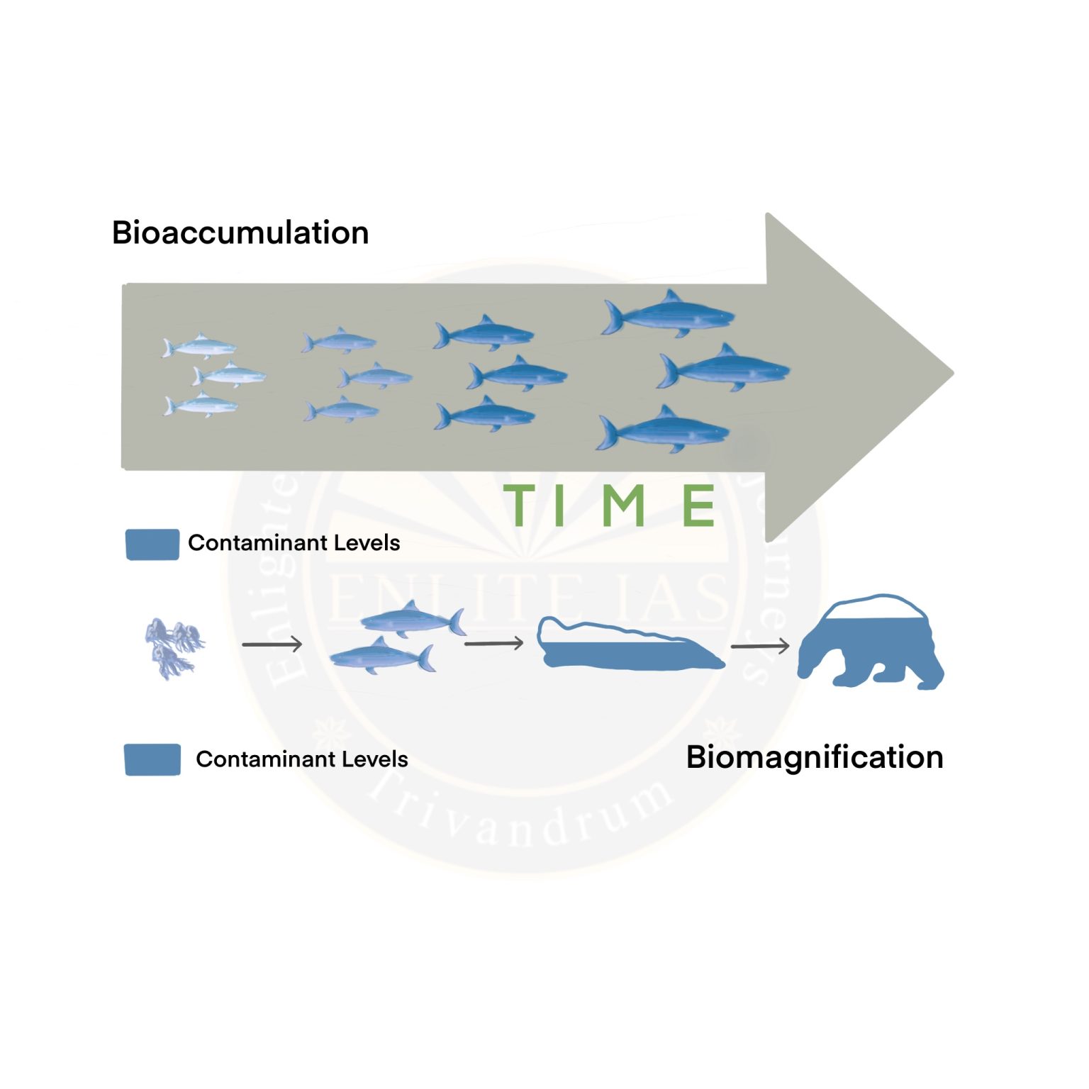 Ecology: Bioaccumulation and Biomagnification | Enlite Cafe