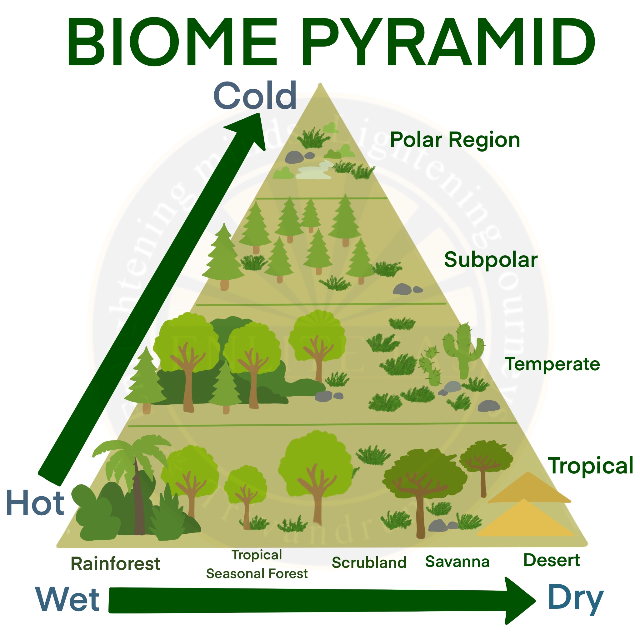 Biodiversity: Biomes in The World | Enlite Cafe