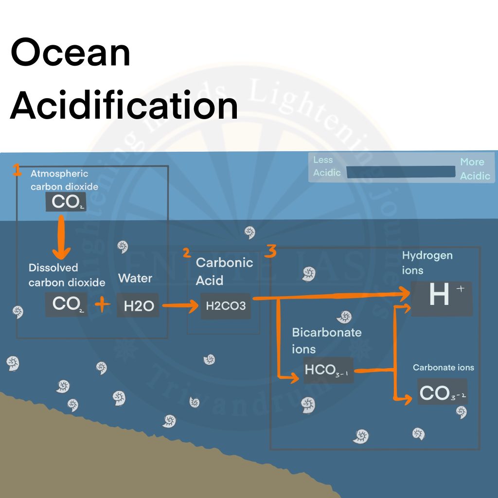 Ocean Acidification: Basics | Enlite Cafe